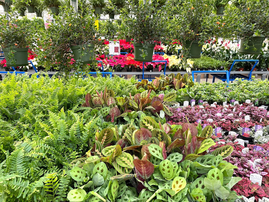 MacArthur’s Nurseries – MacArthur's Nurseries Inc.