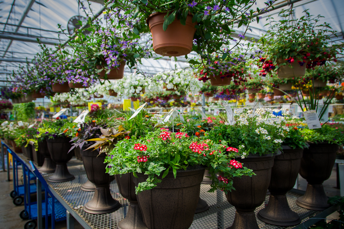 MacArthur’s Nurseries – MacArthur's Nurseries Inc.