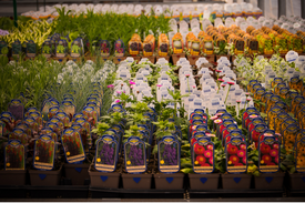 MacArthur’s Nurseries – MacArthur's Nurseries Inc.